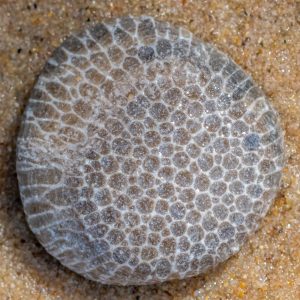 Great Lakes Fossils - What are they? | Adventures in Northern Michigan