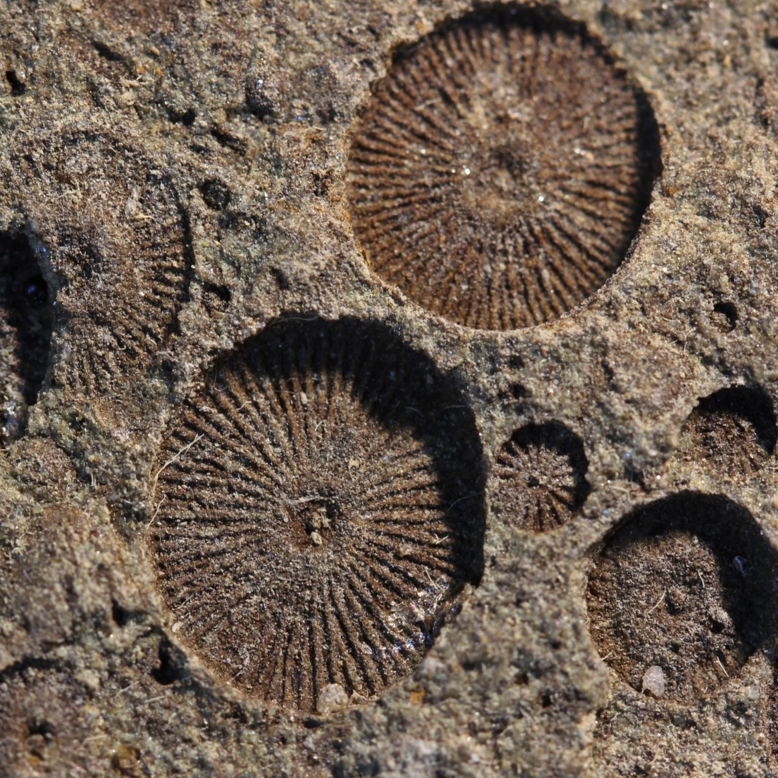 Great Lakes Fossils - What are they? | Adventures in Northern Michigan