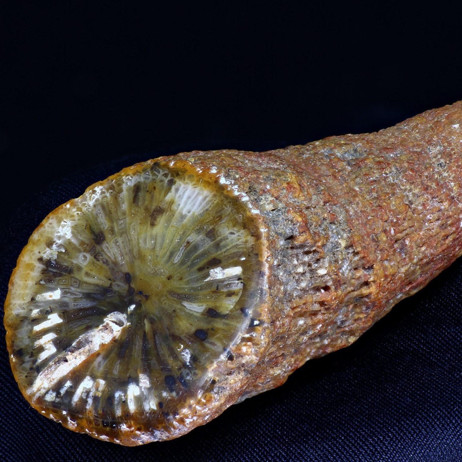 Great Lakes Fossils - What are they? | Adventures in Northern Michigan